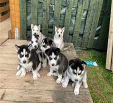 Fantastici cuccioli di Siberian Husky +44 7482162214